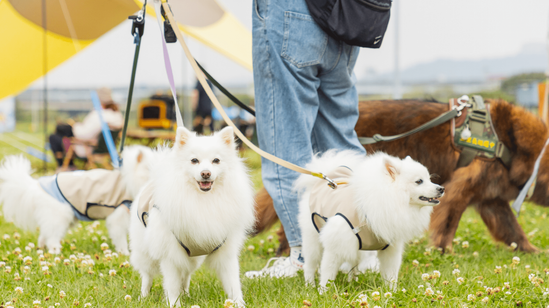 All Tails Weekend 2023 | Infamous